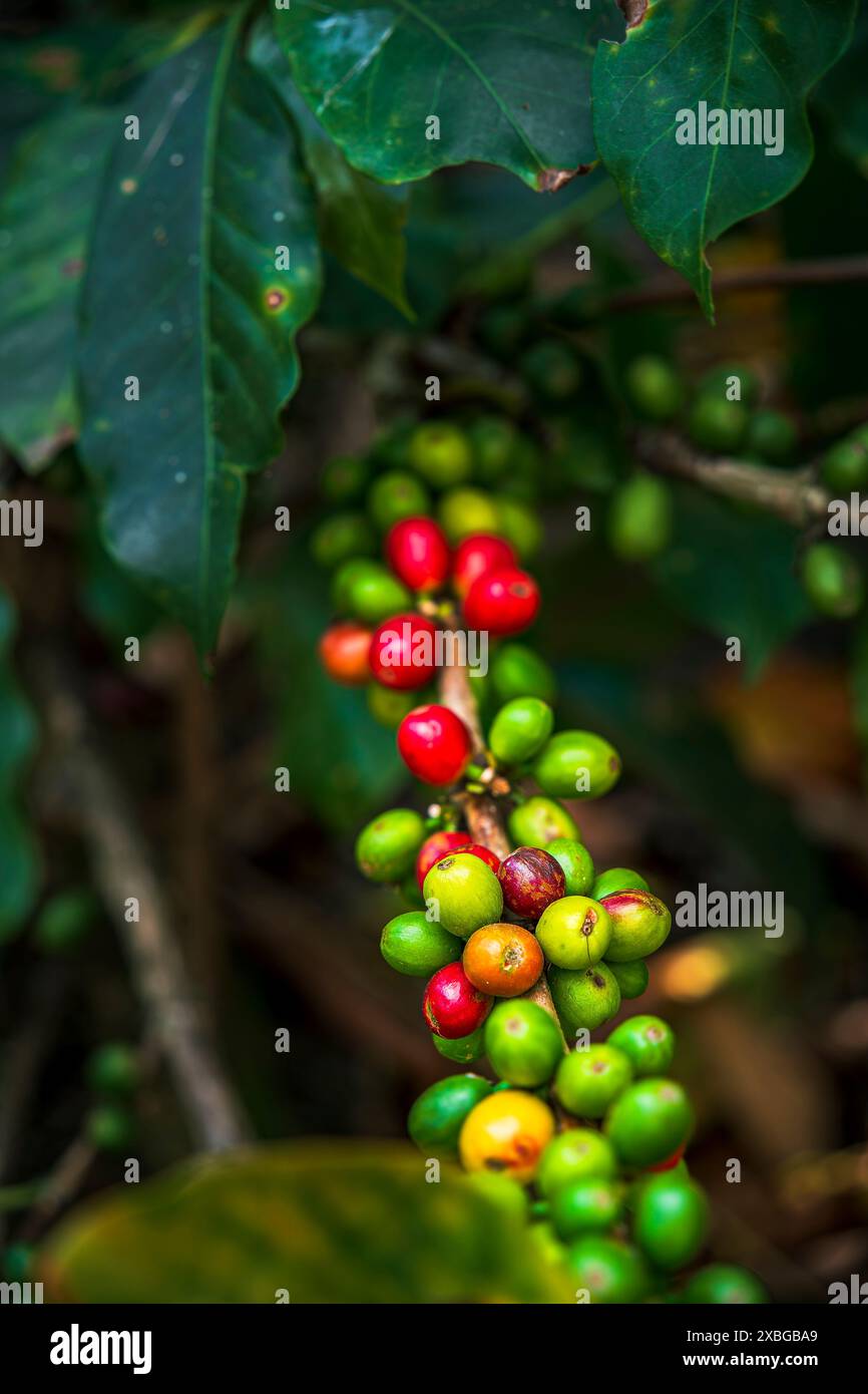 Coffee Plantation, Quindio, Colombia Stock Photo - Alamy