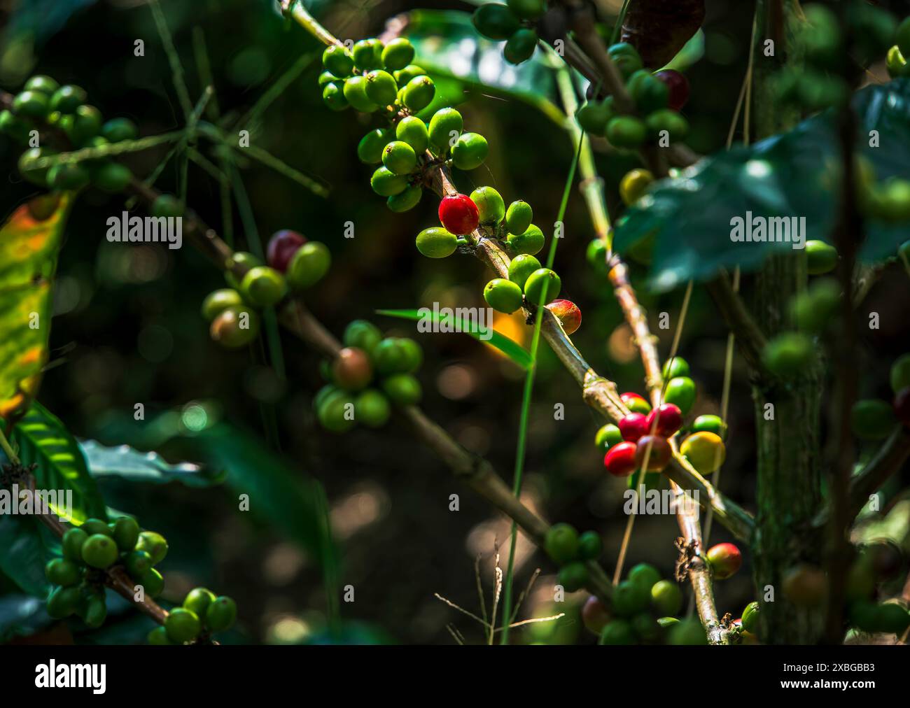 Coffee Plantation, Quindio, Colombia Stock Photo - Alamy