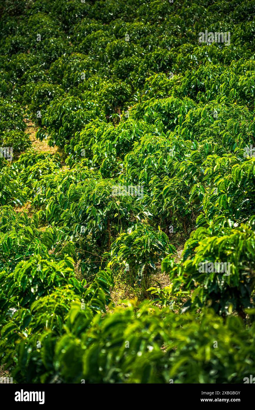 Coffee Plantation, Quindio, Colombia Stock Photo - Alamy
