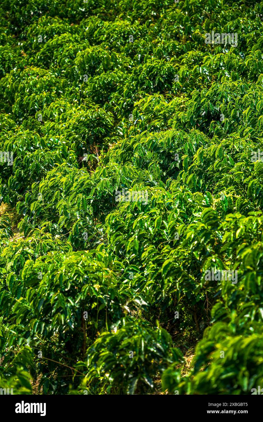 Coffee Plantation, Quindio, Colombia Stock Photo - Alamy