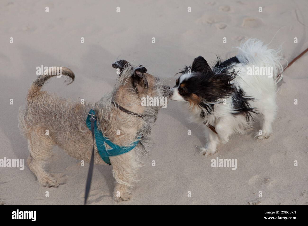 Two dogs beach leash hi-res stock photography and images - Alamy