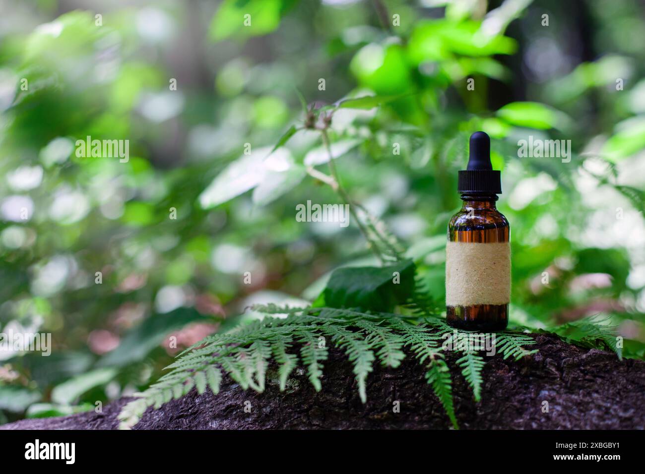 Blank forest nature scene hi-res stock photography and images - Alamy