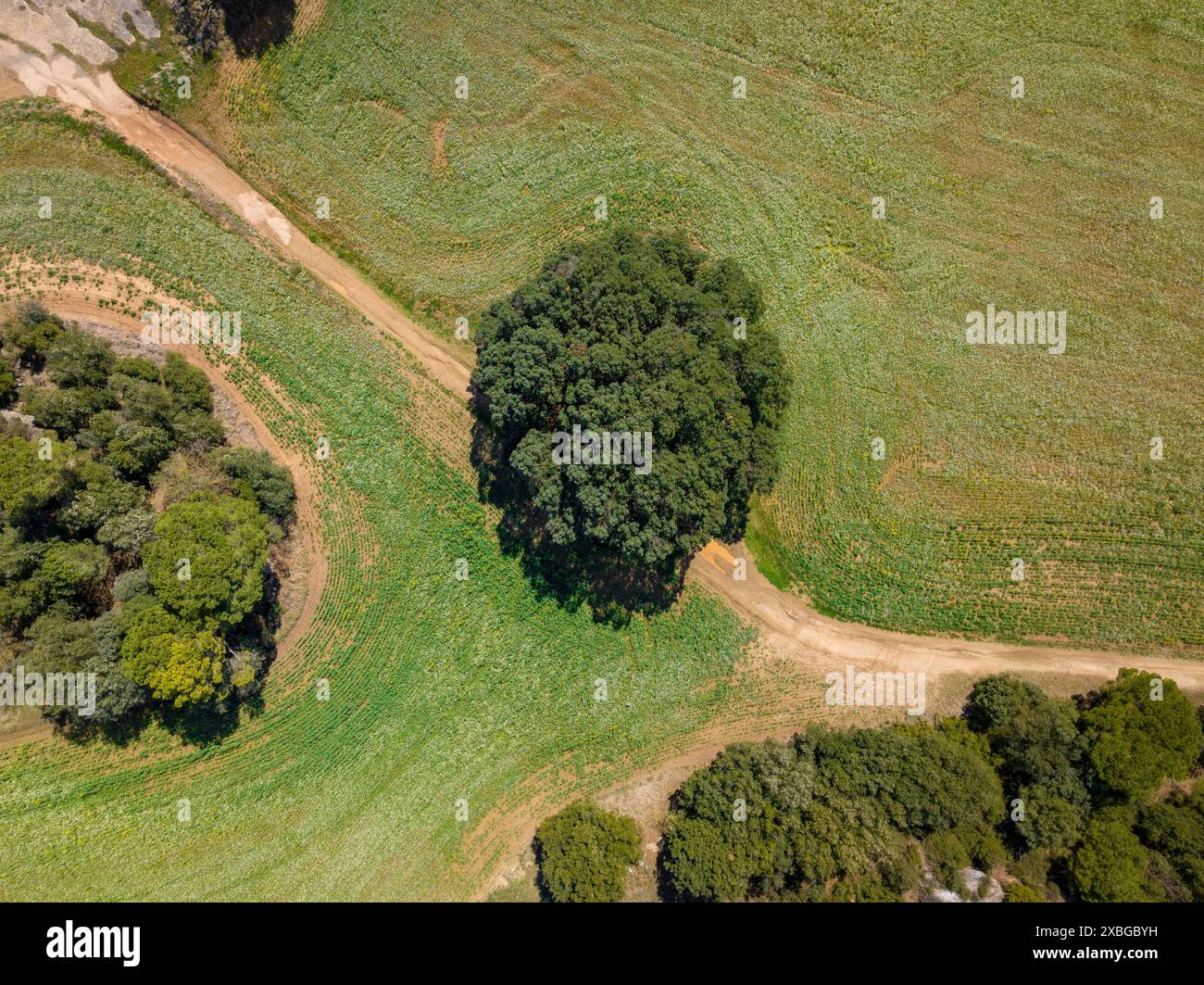 Aerial view oak tree hi-res stock photography and images - Alamy