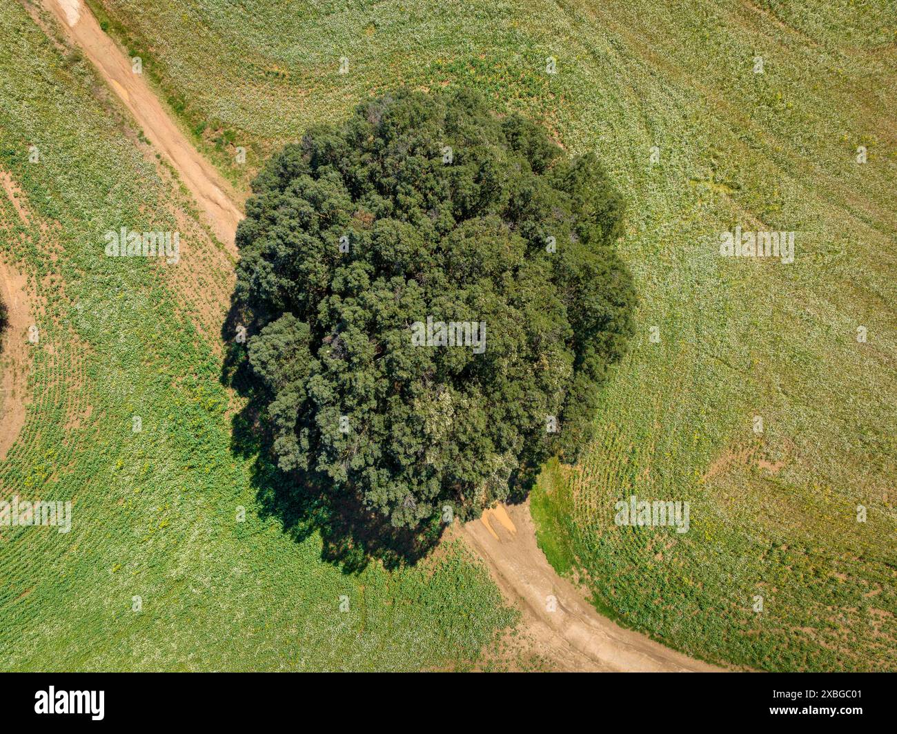 Aerial view of the monumental Alzina dels Colls oak tree (Berguedà ...