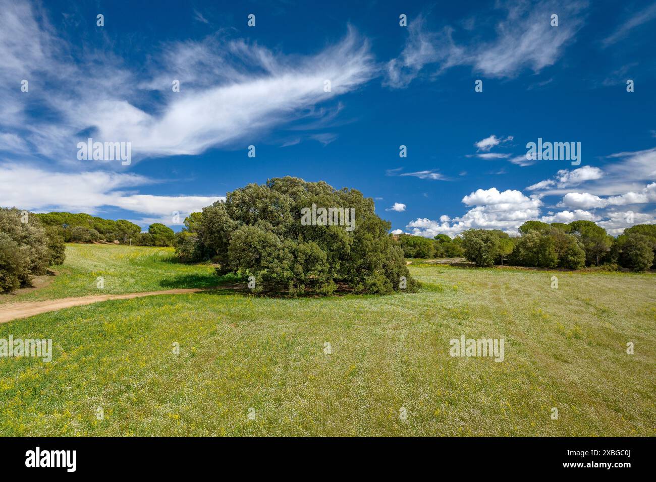 árbol cielo paisaje hi-res stock photography and images - Alamy