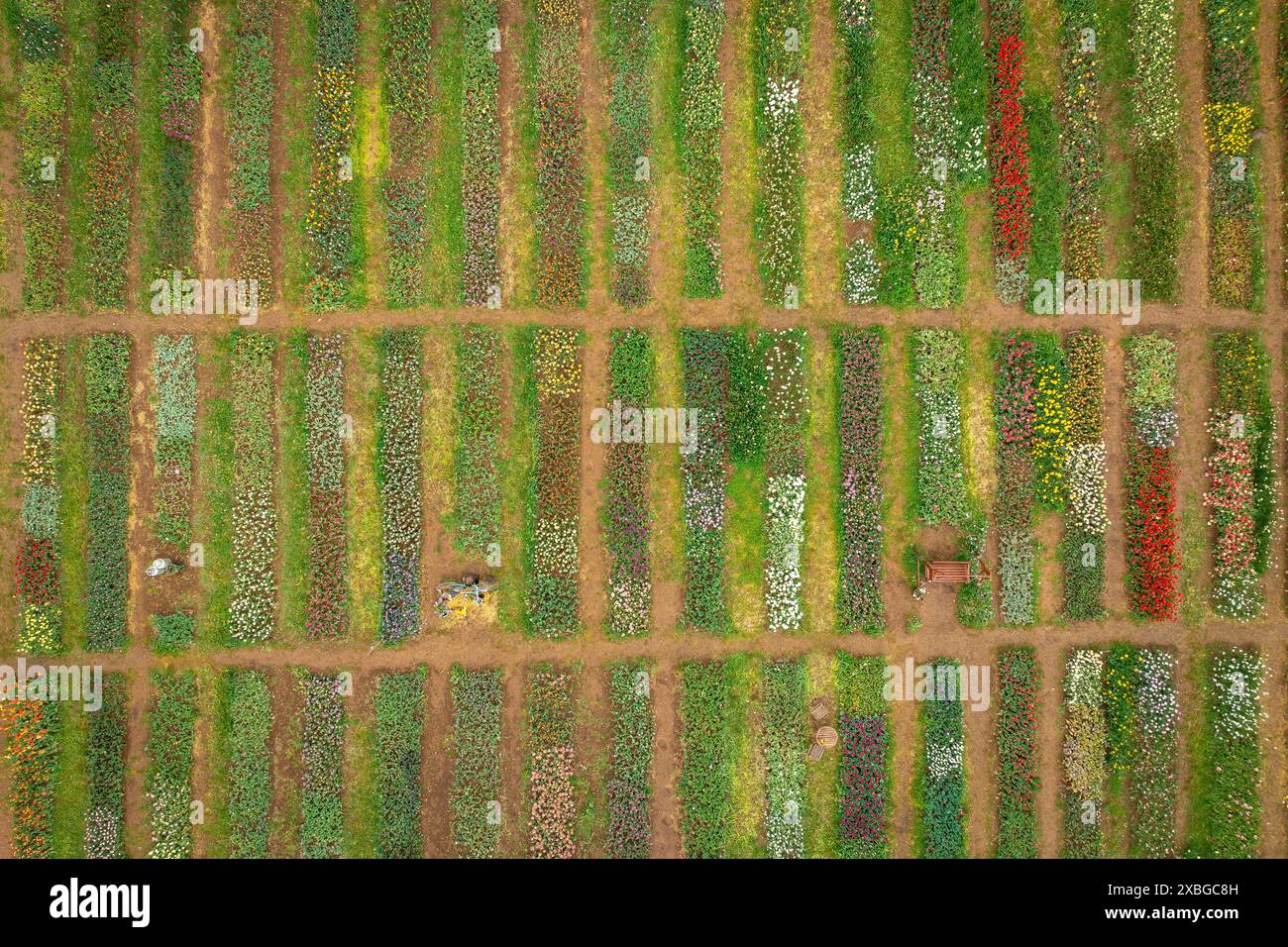 Aerial view of Tulipmania tulip fields in bloom in spring, at the foot ...