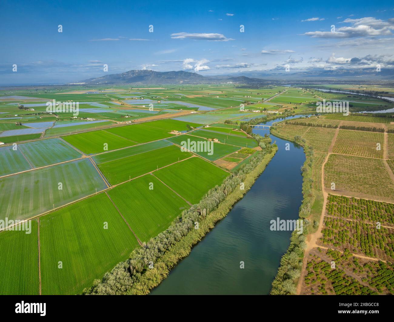 Aerial view of green rice fields at the beginning of summer in the Ebro ...