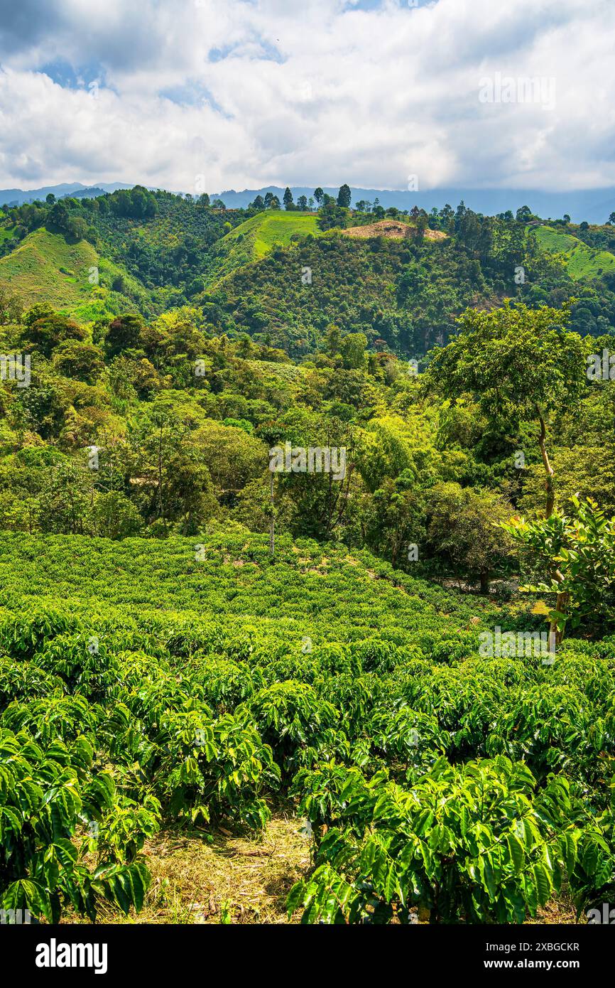 Coffee Plantation, Quindio, Colombia Stock Photo - Alamy