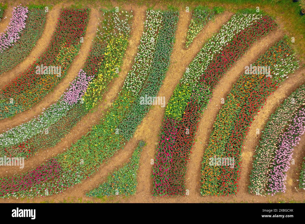 Aerial view of Tulipmania tulip fields in bloom in spring, at the foot ...