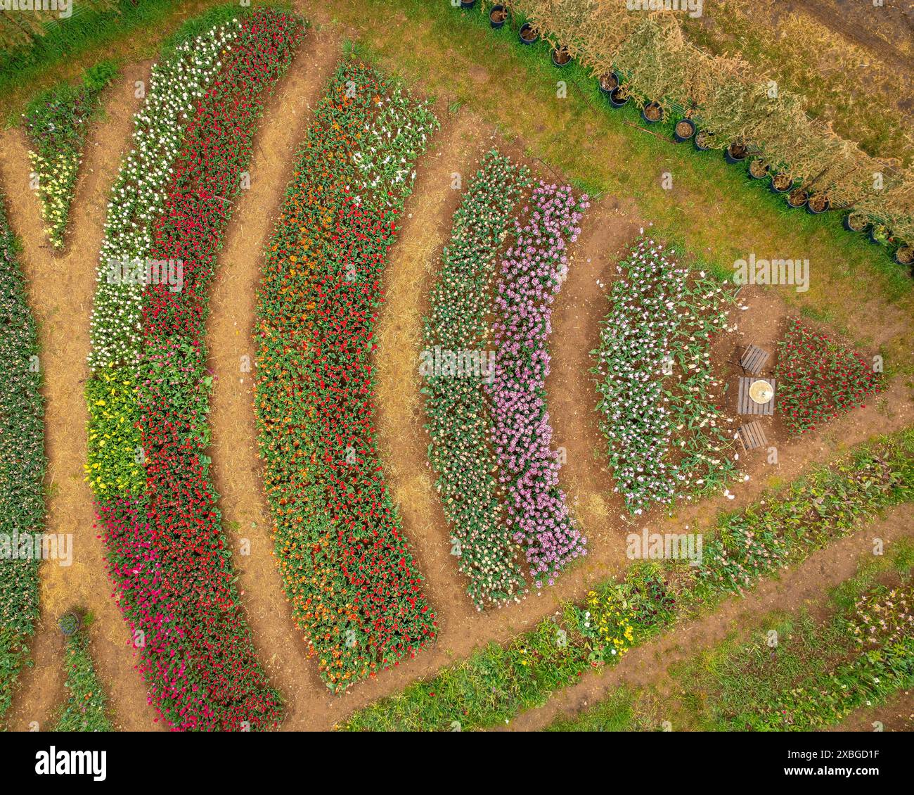 Aerial view of Tulipmania tulip fields in bloom in spring, at the foot ...