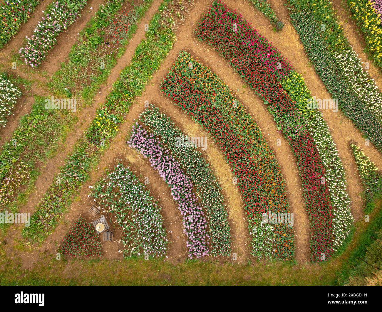 Aerial view of Tulipmania tulip fields in bloom in spring, at the foot ...