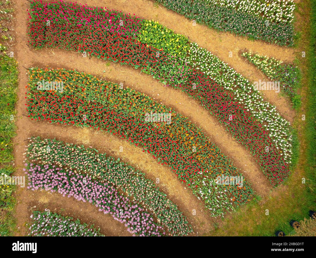 Aerial view of Tulipmania tulip fields in bloom in spring, at the foot ...