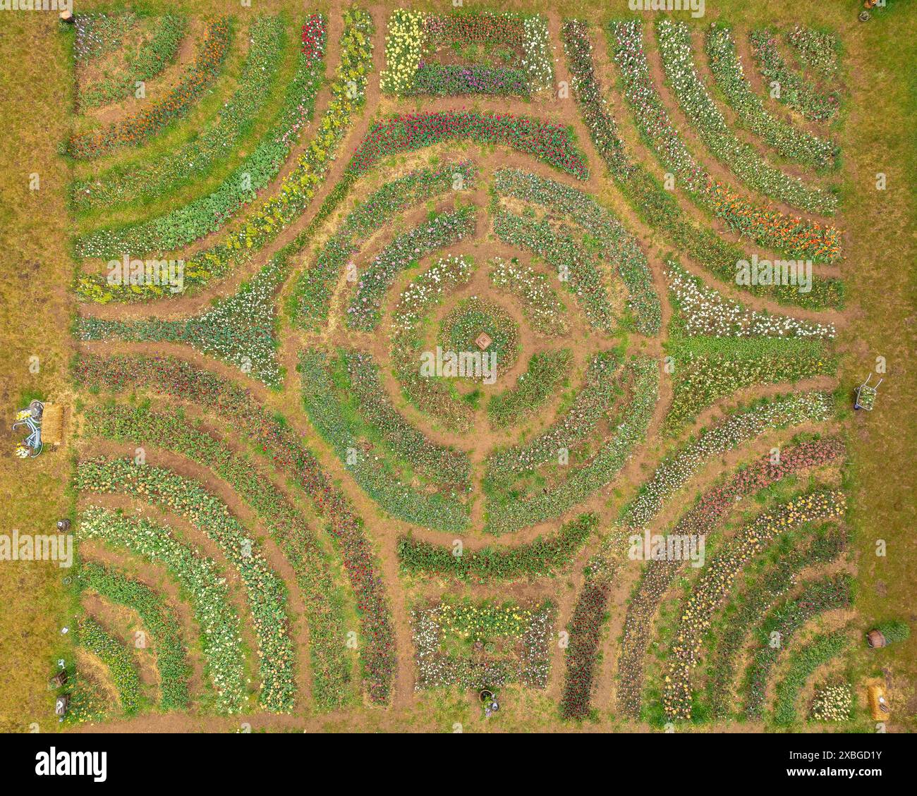 Aerial view of Tulipmania tulip fields in bloom in spring, at the foot ...