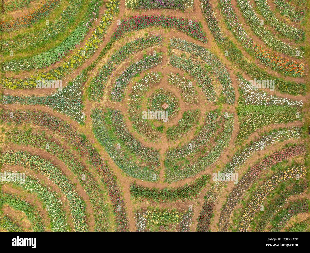 Aerial view of Tulipmania tulip fields in bloom in spring, at the foot ...
