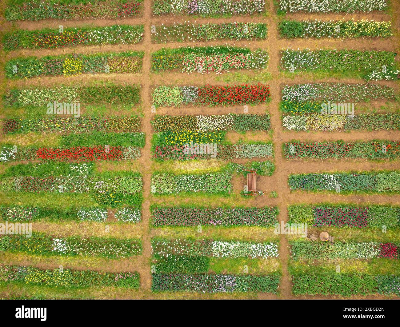 Aerial view of Tulipmania tulip fields in bloom in spring, at the foot ...