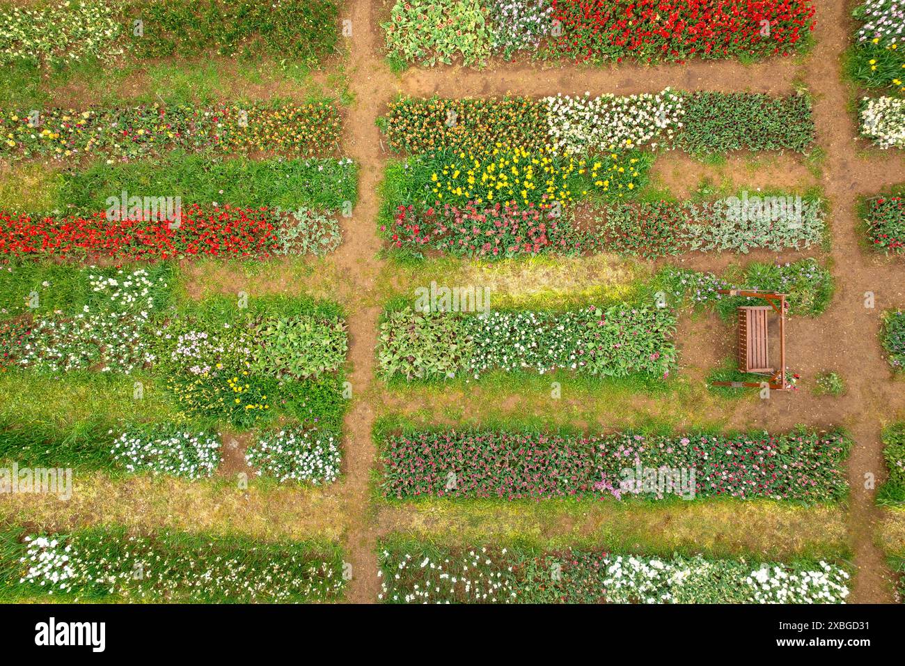 Aerial view of Tulipmania tulip fields in bloom in spring, at the foot ...