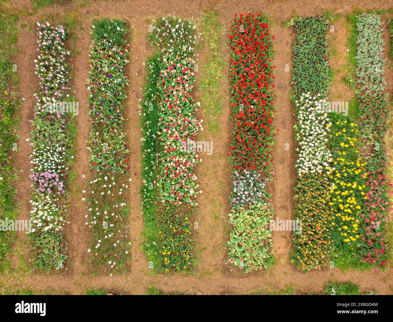 Aerial view of Tulipmania tulip fields in bloom in spring, at the foot ...