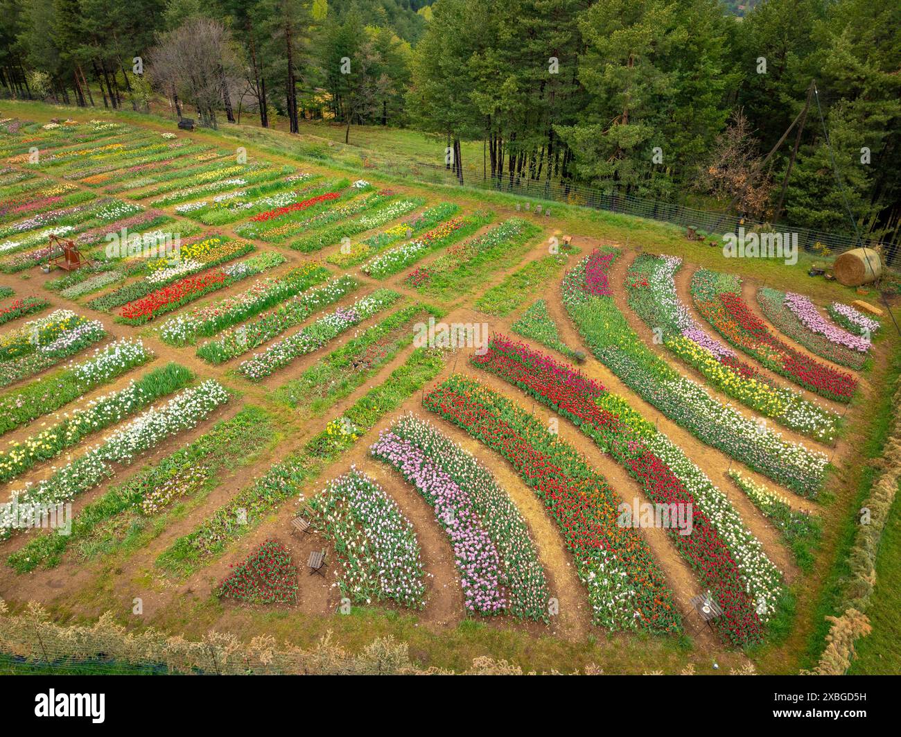 Aerial view of Tulipmania tulip fields in bloom in spring, at the foot ...
