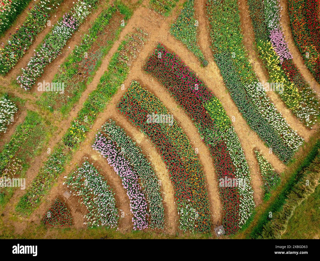 Aerial view of Tulipmania tulip fields in bloom in spring, at the foot ...