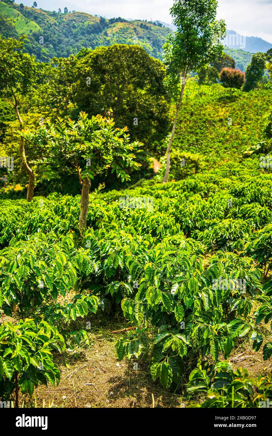 Coffee Plantation, Quindio, Colombia Stock Photo - Alamy
