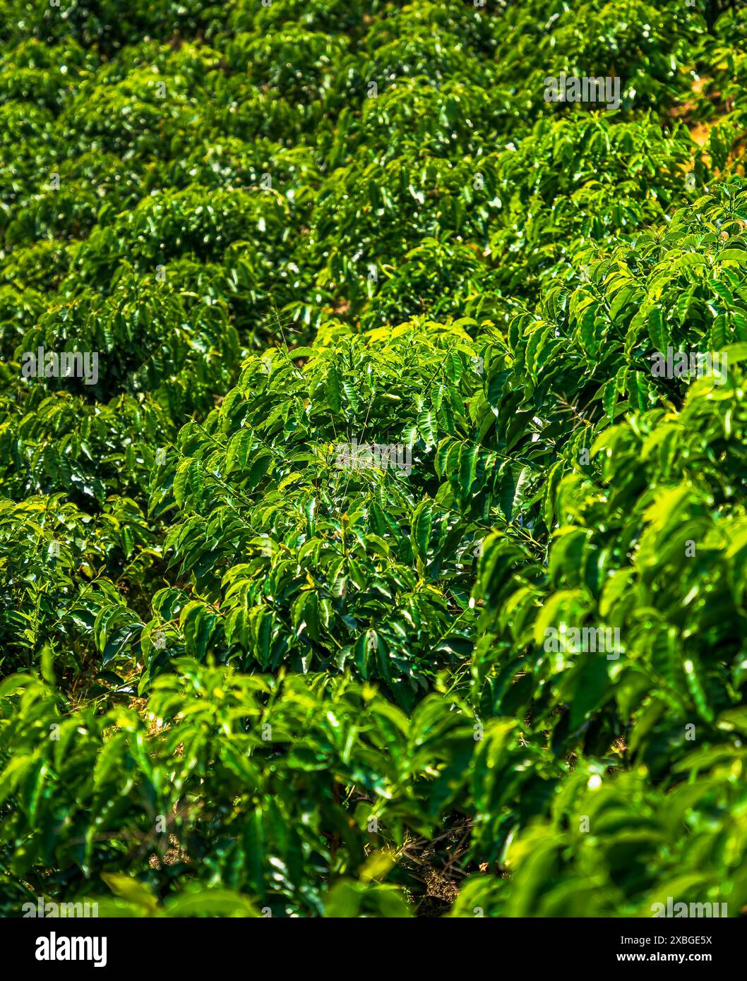 Coffee Plantation, Quindio, Colombia Stock Photo - Alamy