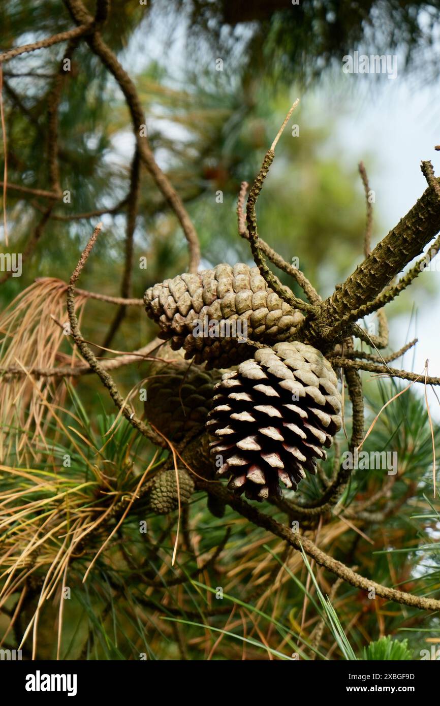 Pinus radiata hi-res stock photography and images - Alamy