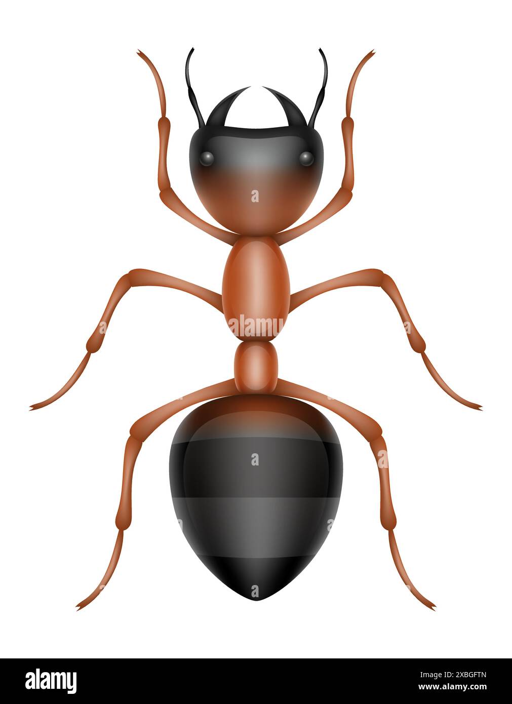 ant insects wildlife animals vector illustration isolated on white ...