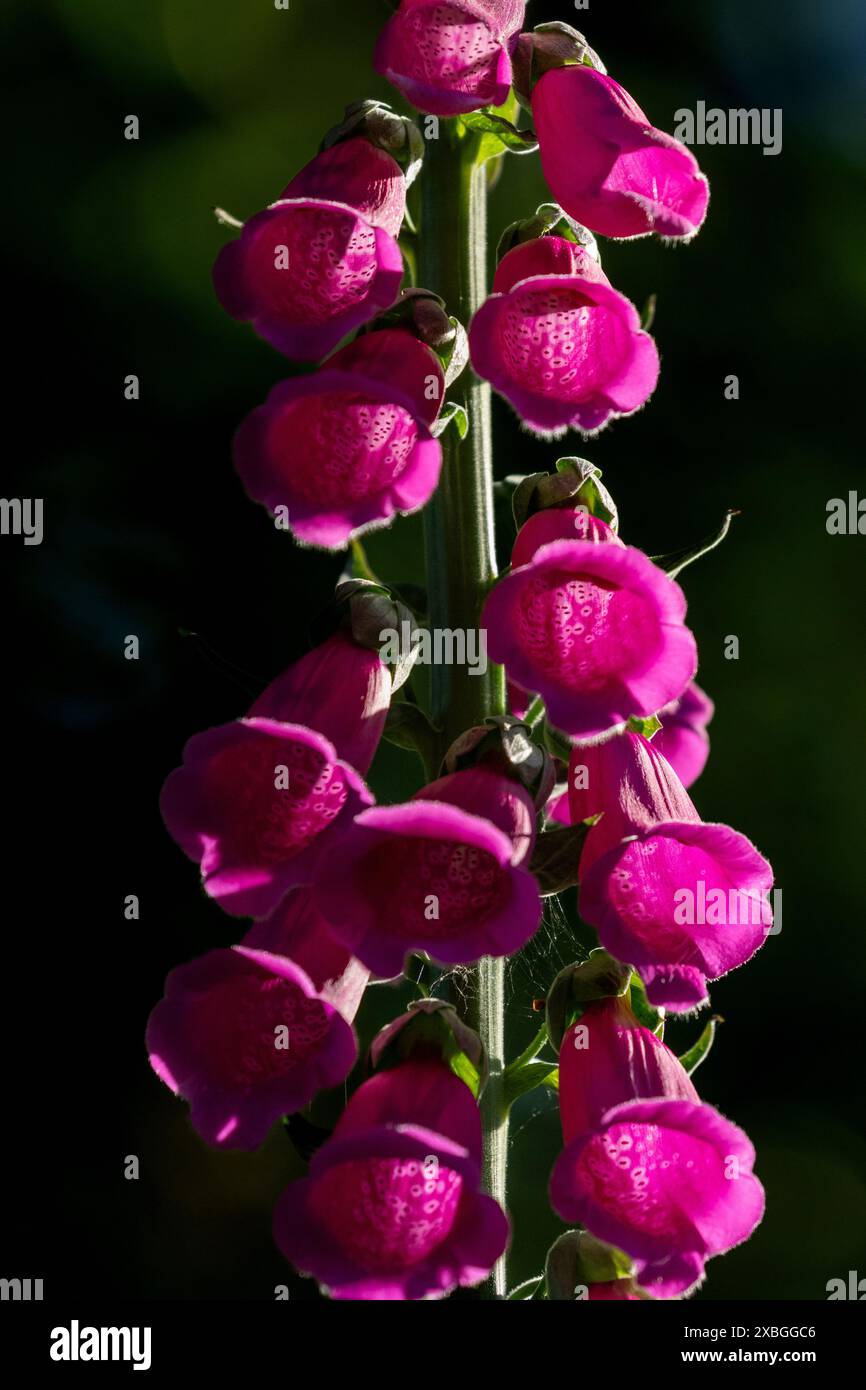 Wild foxgloves (Digitalis purpurea) backlit by evening sunlight. These ...