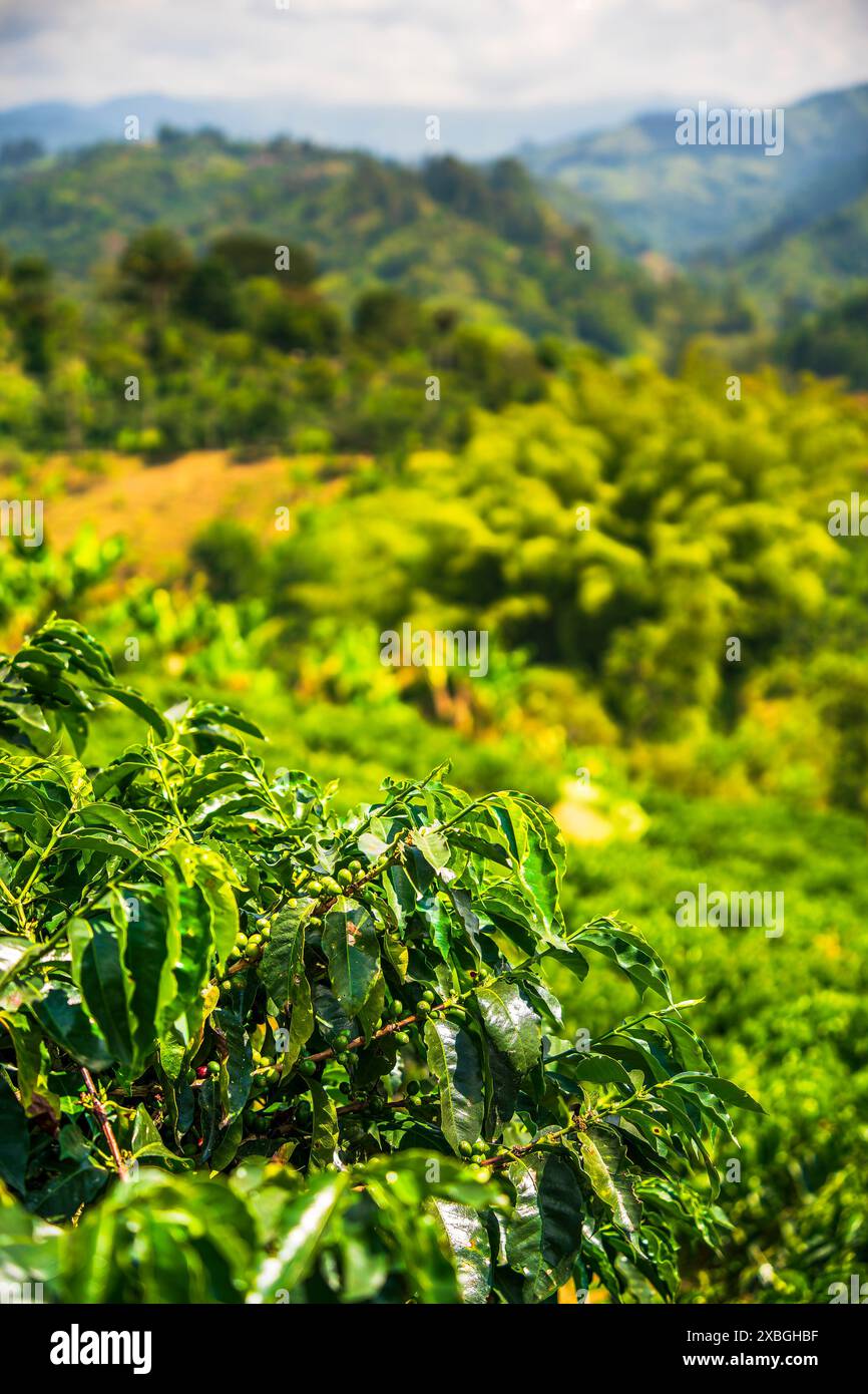 Coffee Plantation, Quindio, Colombia Stock Photo - Alamy
