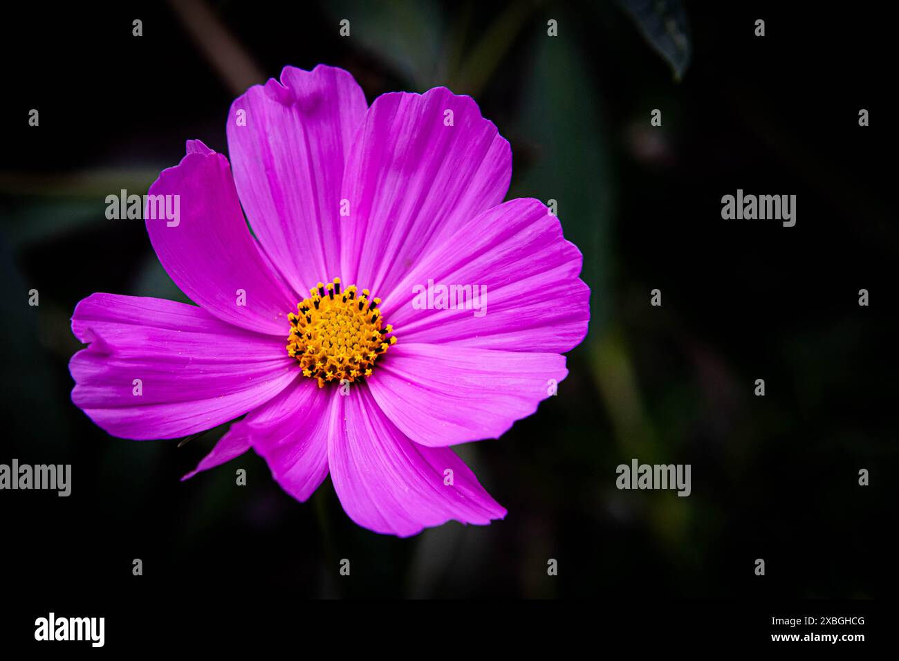 Cosmos flower photography hi-res stock photography and images - Alamy