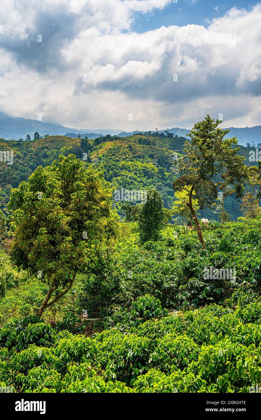 Coffee Plantation, Quindio, Colombia Stock Photo - Alamy