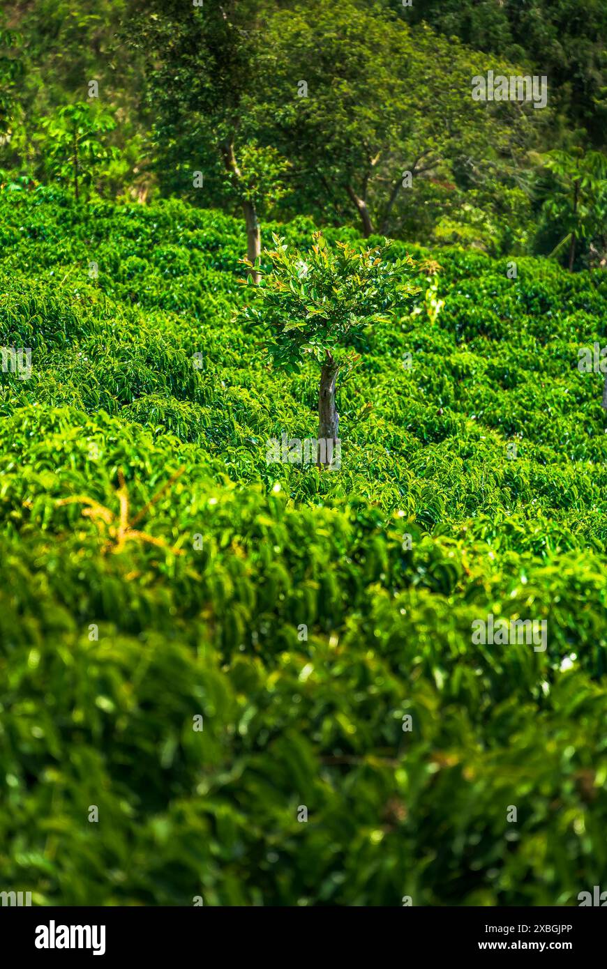 Coffee Plantation, Quindio, Colombia Stock Photo - Alamy