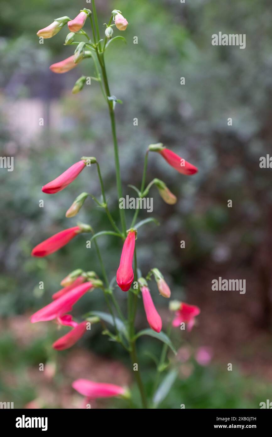 Penstemon barbatus hi-res stock photography and images - Alamy