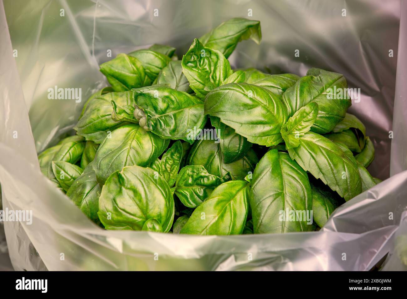 Fresh green basil leaves in a transparent plastic bag Stock Photo - Alamy