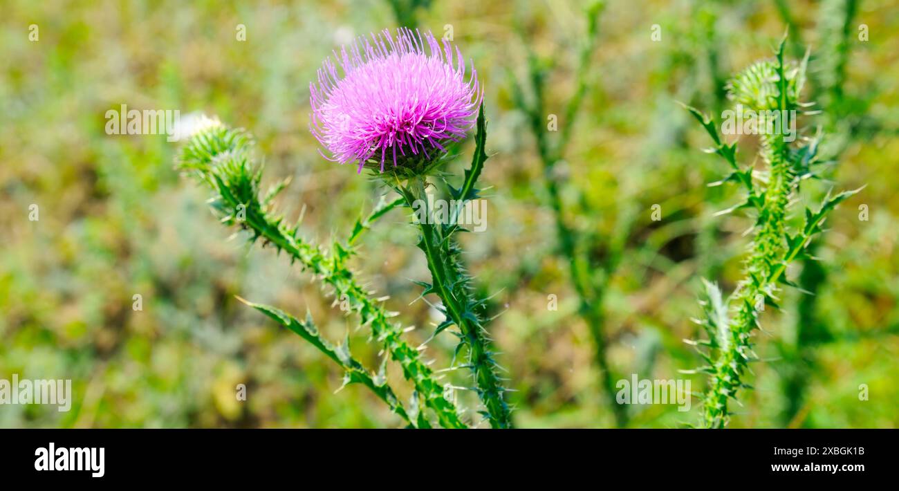 Blessed milk thistle flowers in summer meadow. Silybum marianum herbal ...