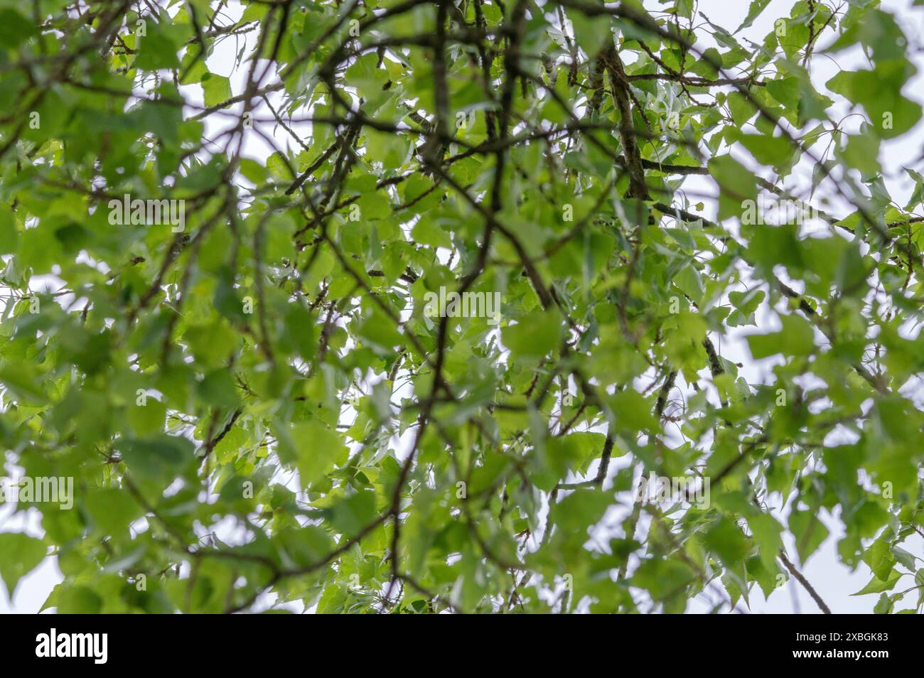 Close Up Leaves Of A Populus Nigra Tree At Amsterdam The Netherlands 6 ...