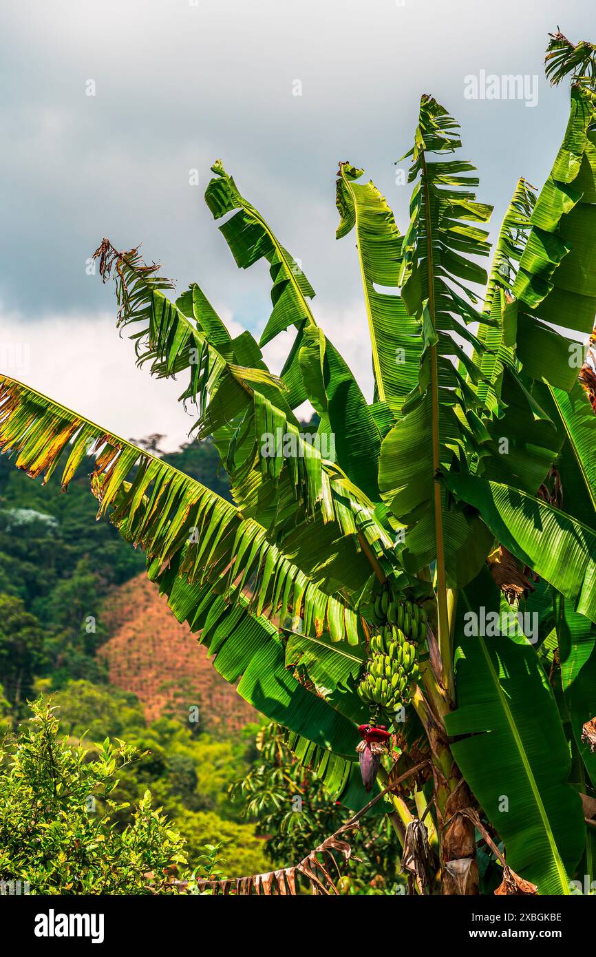 Coffee Plantation, Quindio, Colombia Stock Photo - Alamy