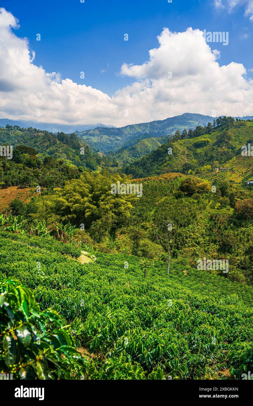 Coffee Plantation, Quindio, Colombia Stock Photo - Alamy