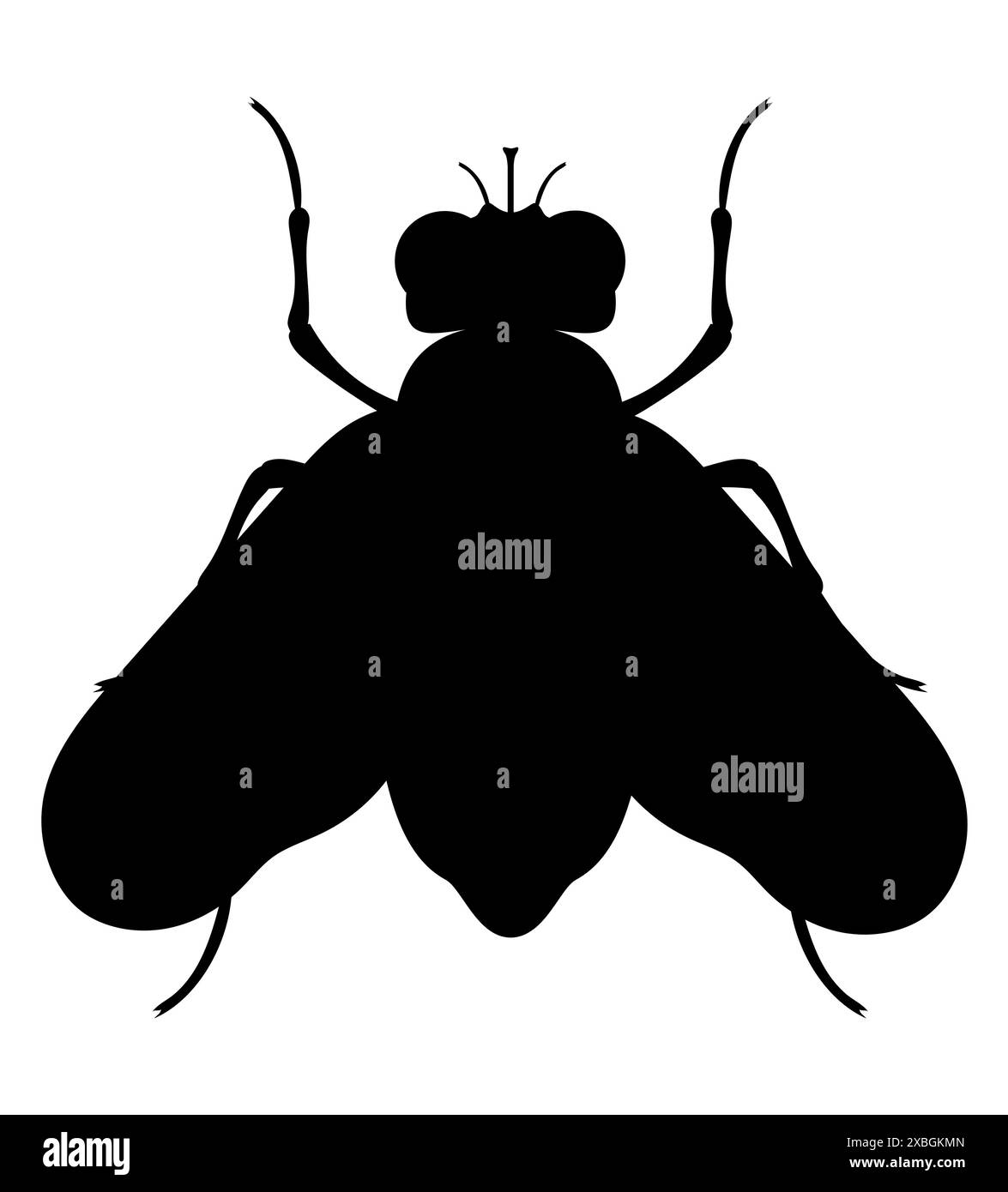 fly insects wildlife animals vector illustration isolated on white ...