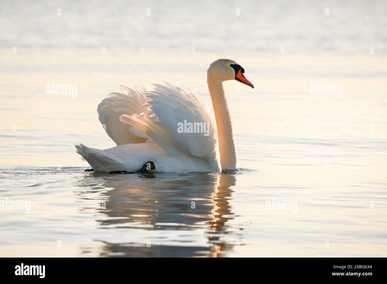 zoology, birds (Aves), Mute Swan, Cygnus olor, strength Swan, NO ...