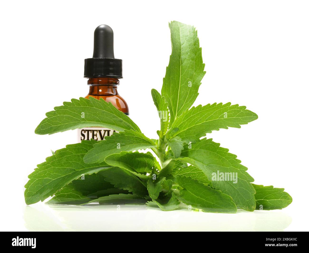 Stevia Leaves on white Background Stock Photo - Alamy