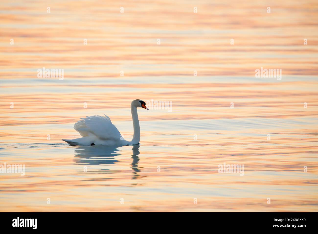 zoology, birds (Aves), Mute Swan, Cygnus olor, strength Swan, NO ...