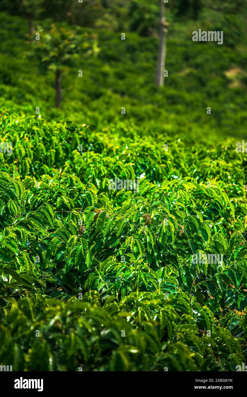Coffee Plantation, Quindio, Colombia Stock Photo - Alamy