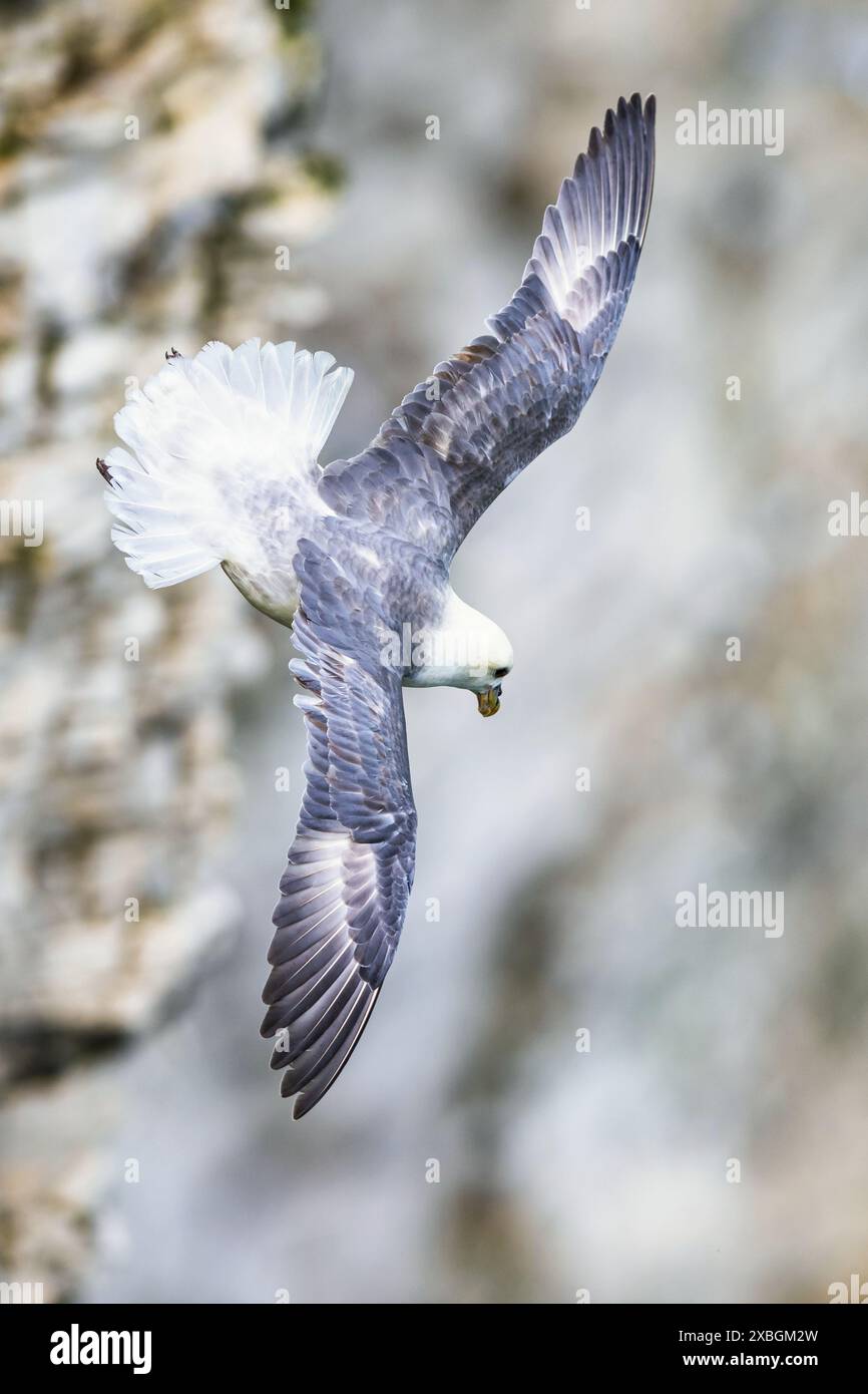 Northern Fulmar, Fulmarus glacialis, bird in flight over sea and cliffs ...