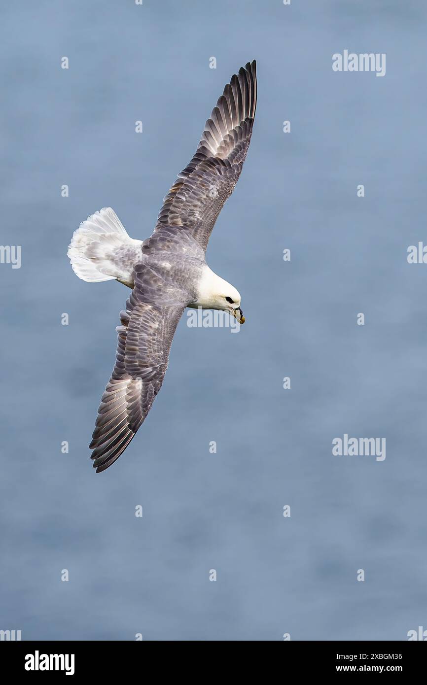 Northern Fulmar, Fulmarus glacialis, bird in flight over sea and cliffs ...
