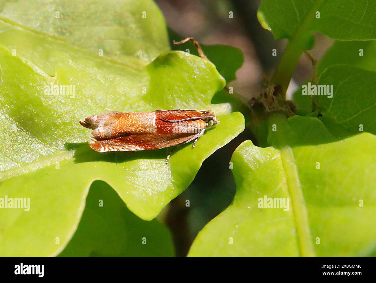 Tortricidae familie hi-res stock photography and images - Alamy