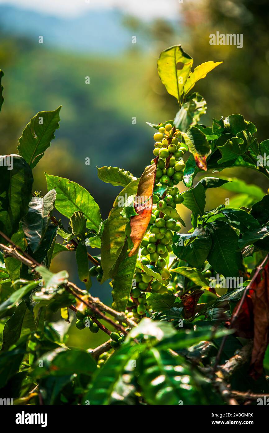 Coffee Plantation, Quindio, Colombia Stock Photo - Alamy