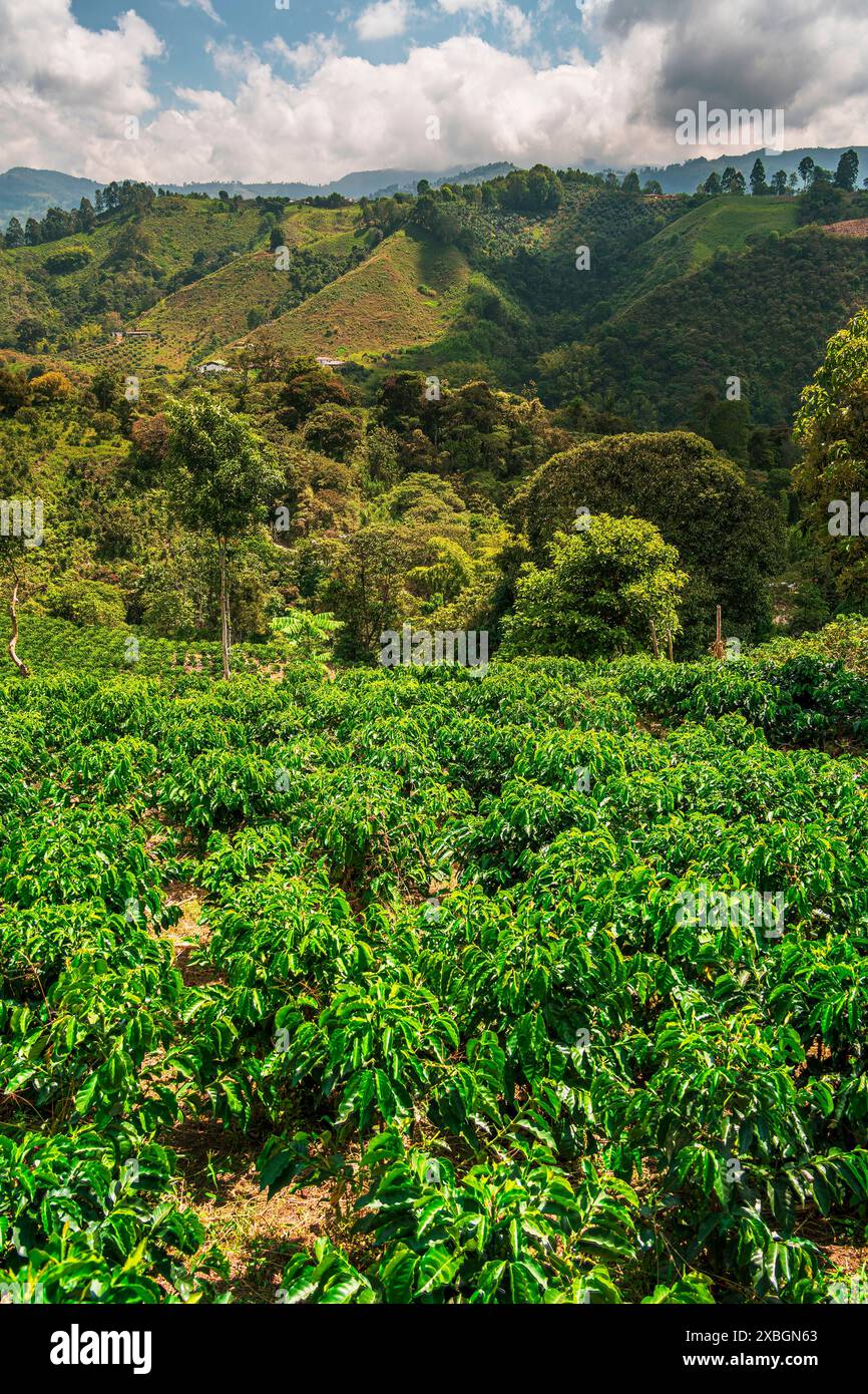Coffee Plantation, Quindio, Colombia Stock Photo - Alamy