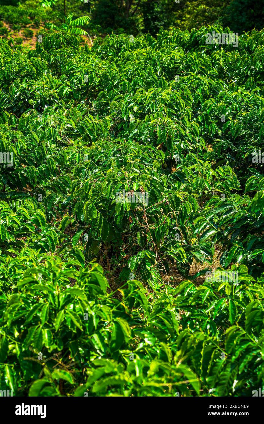 Coffee Plantation, Quindio, Colombia Stock Photo - Alamy
