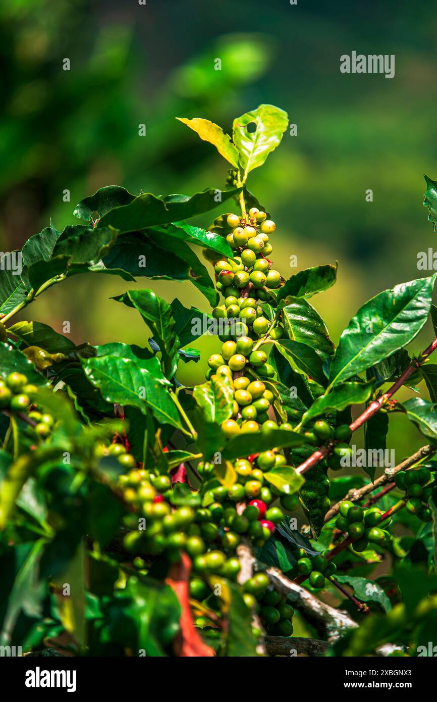 Coffee Plantation, Quindio, Colombia Stock Photo - Alamy